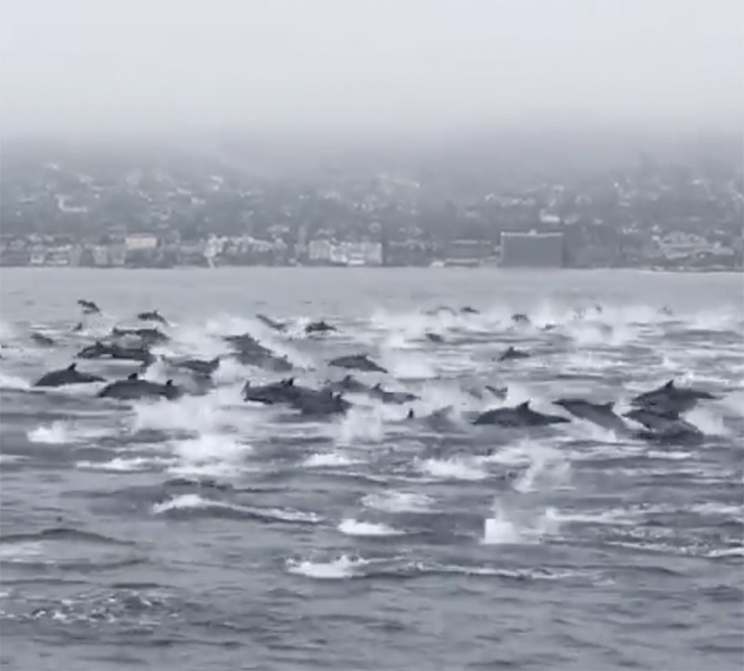 Dolphin Mega Pod - Carvemag.com