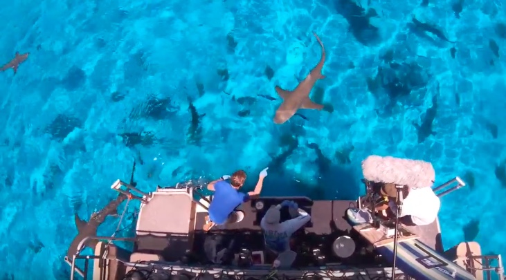 Shark Pee