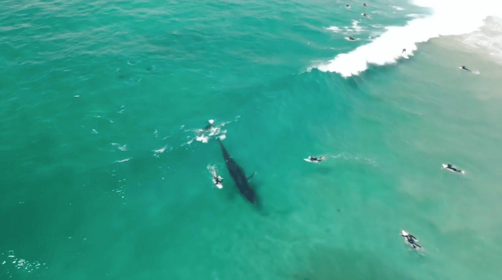 Whales surf Lennox - Carvemag.com