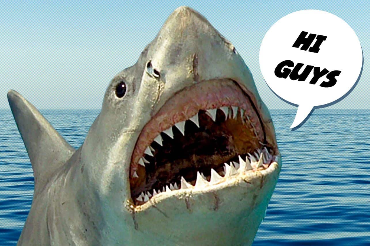 Beaches in Bournemouth were shut on Wednesday after a possible shark ...