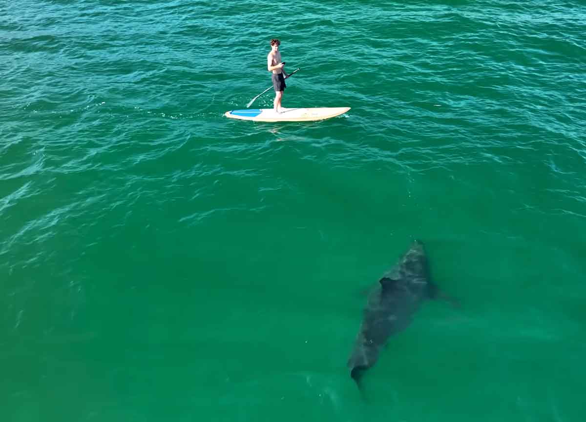 Shark & SUP - Carvemag.com