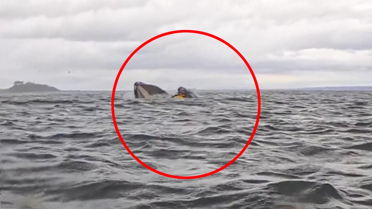 Man Swallowed by Humpback Whale - Carvemag.com